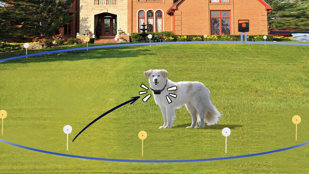 Wireless Dog Fence Tractor Supply | Everything You Need