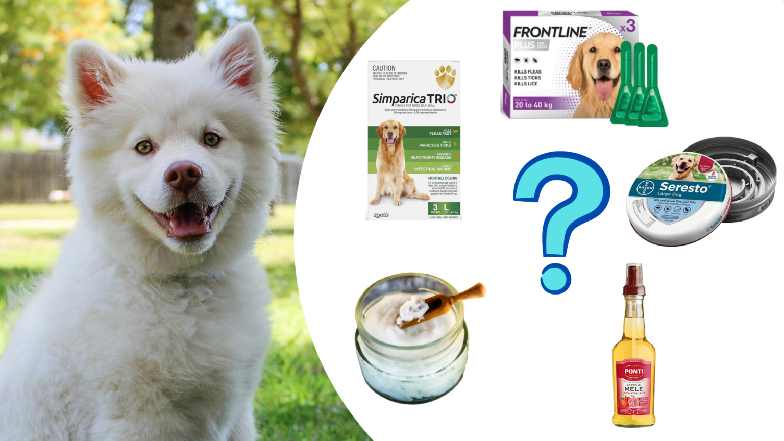 What Is the Safest Flea and Tick Medicine for Dogs: Options