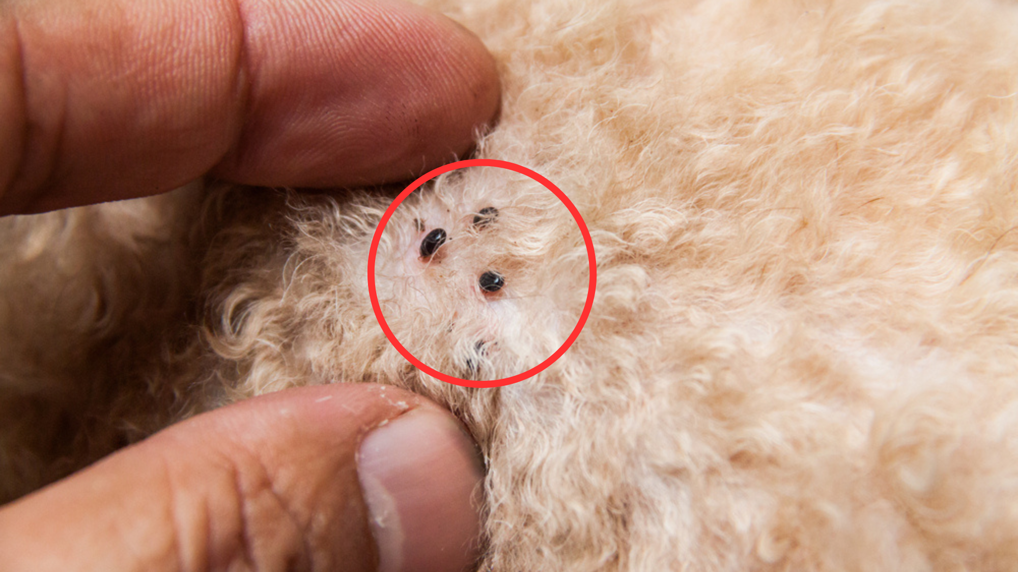 What Is the Safest Flea and Tick Medicine for Dogs: Options