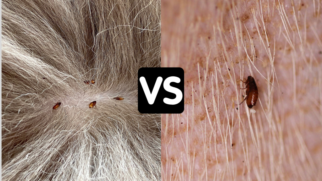 Dog Fleas vs Cat Fleas: 8 Key Features You Need to Know