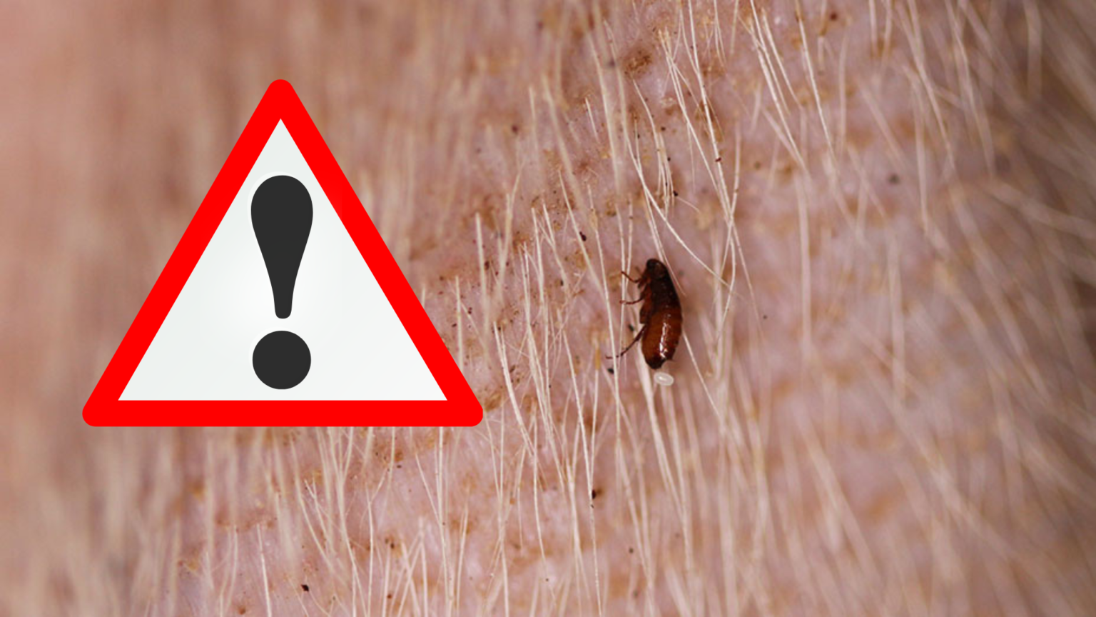 Dog Fleas vs Cat Fleas: 8 Key Features You Need to Know