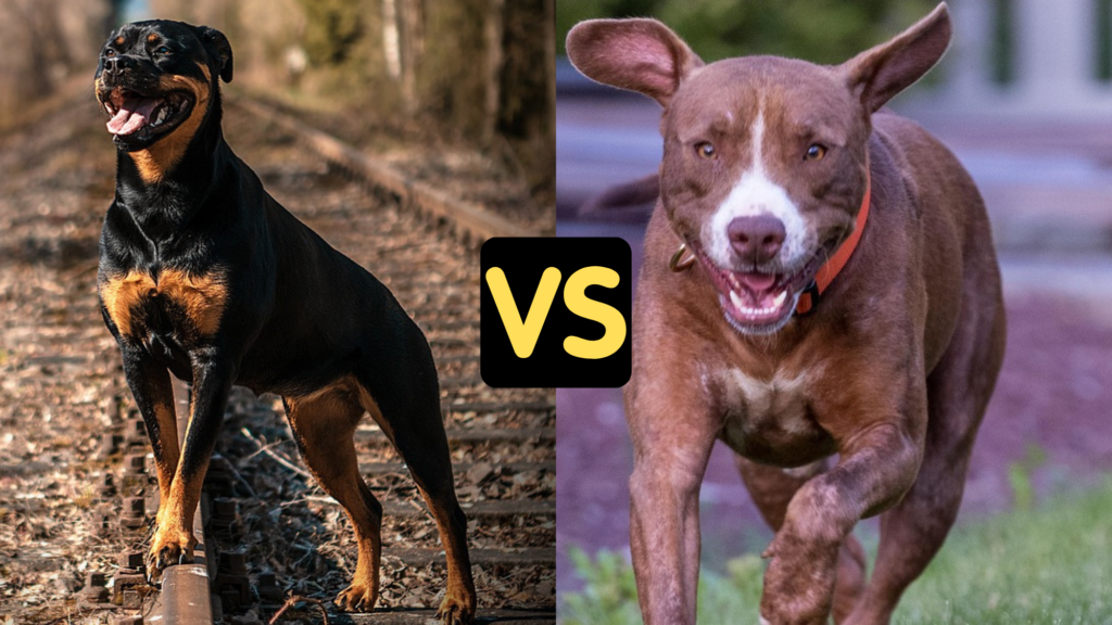 Rottweiler vs Pitbull Fight to Death: Ultimate Comparison