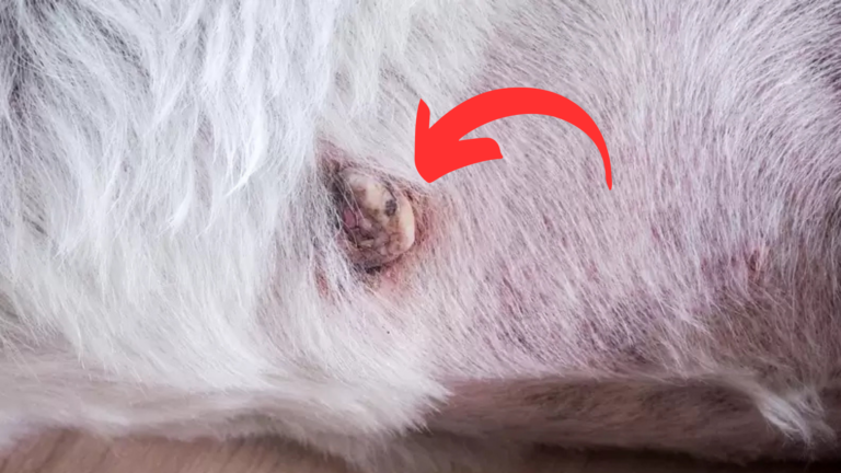 Dog Skin Tag vs Cancer: How To Know the Difference