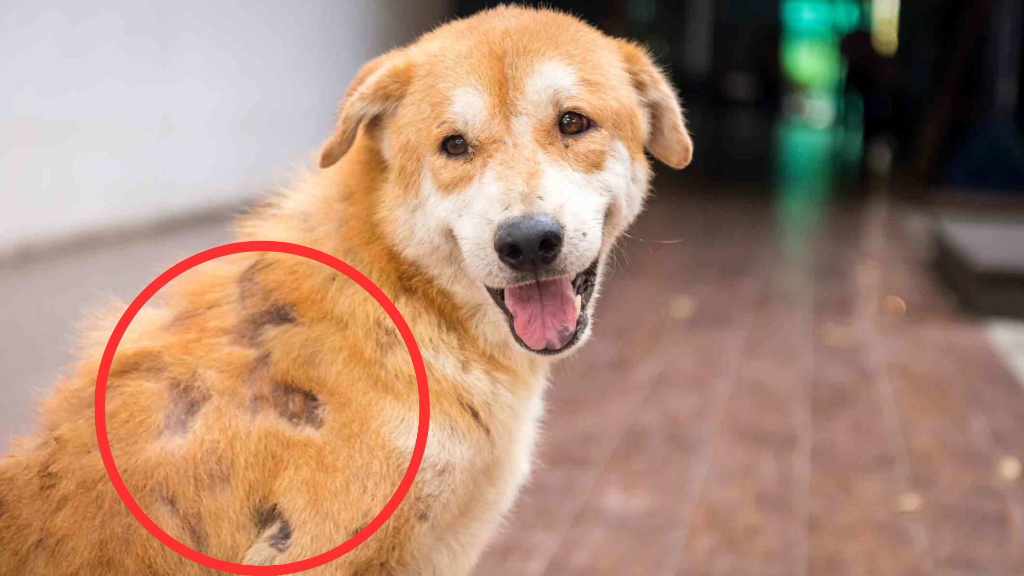 Dog Skin Tag vs Cancer: How To Know the Difference