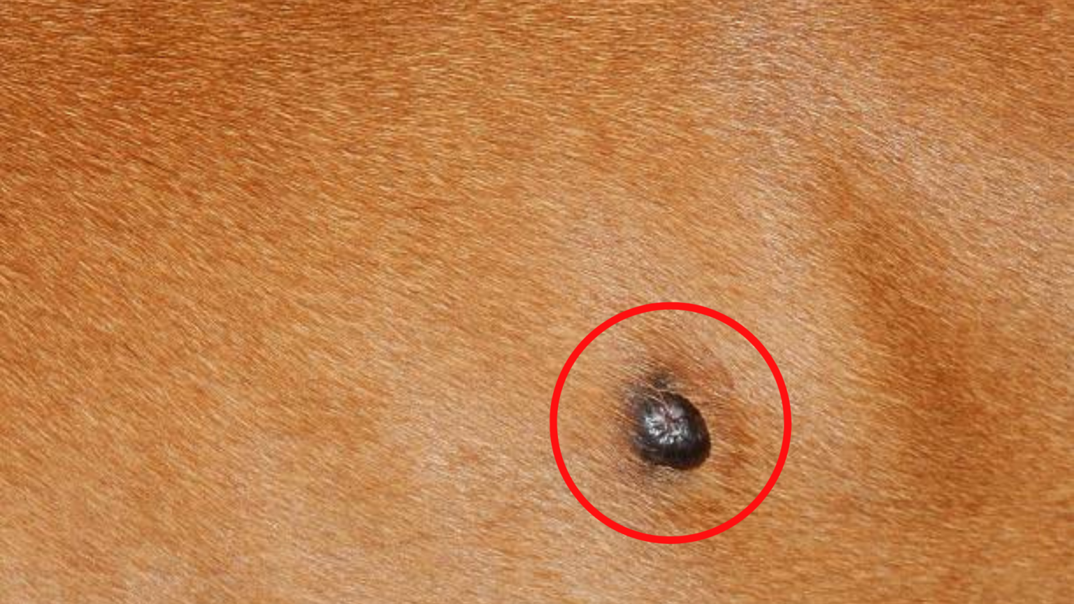 How to Remove Skin Tags on Dogs Naturally: 4 Simple Methods