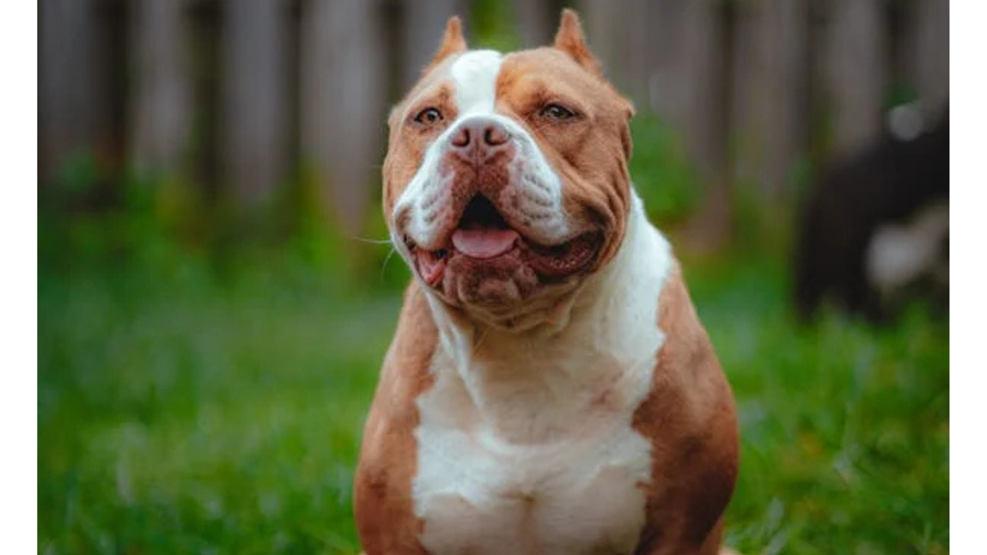 American Bully XL Size: Everything You Need to Know