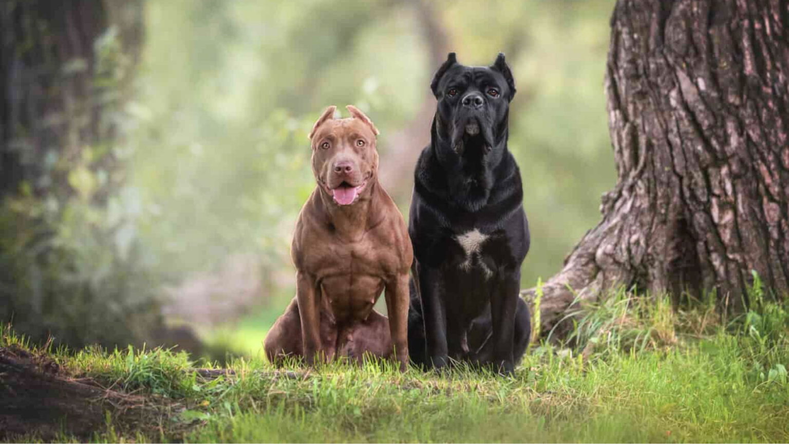Bully and Cane Corso Mix: Powerful Hybrid - PawsitiveGears