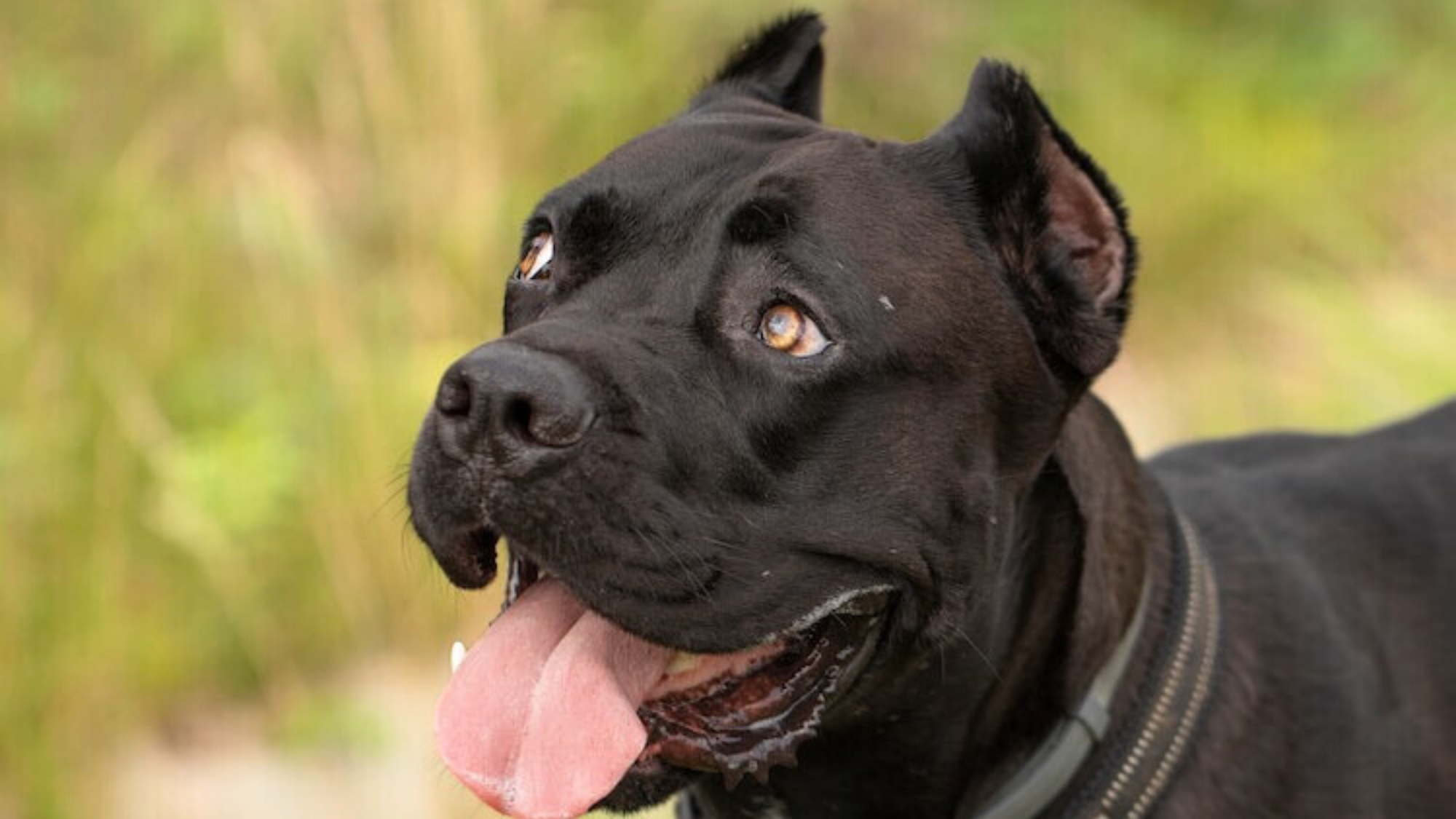 Bully and Cane Corso Mix: Powerful Hybrid - PawsitiveGears