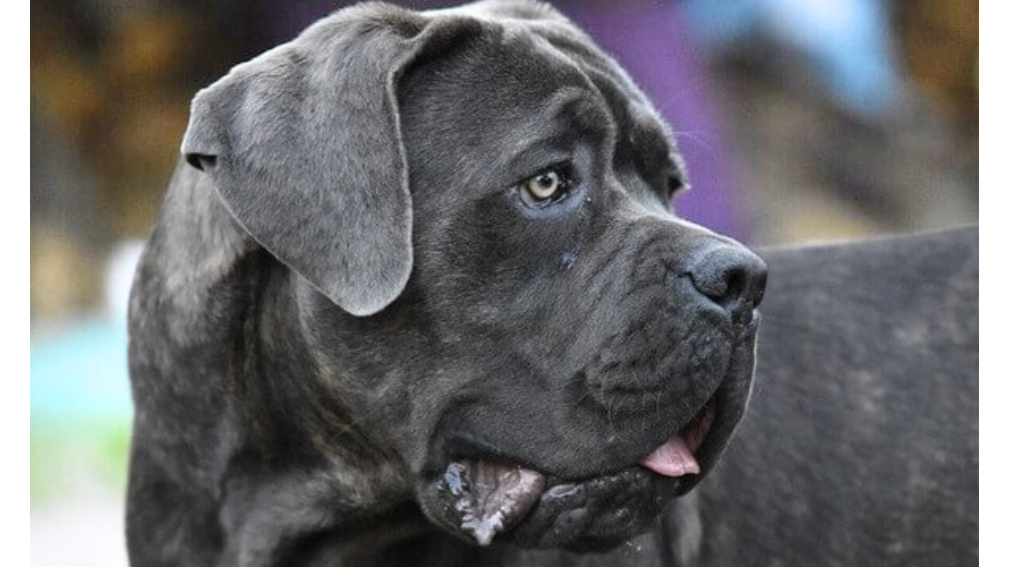 Bully and Cane Corso Mix: Powerful Hybrid - PawsitiveGears