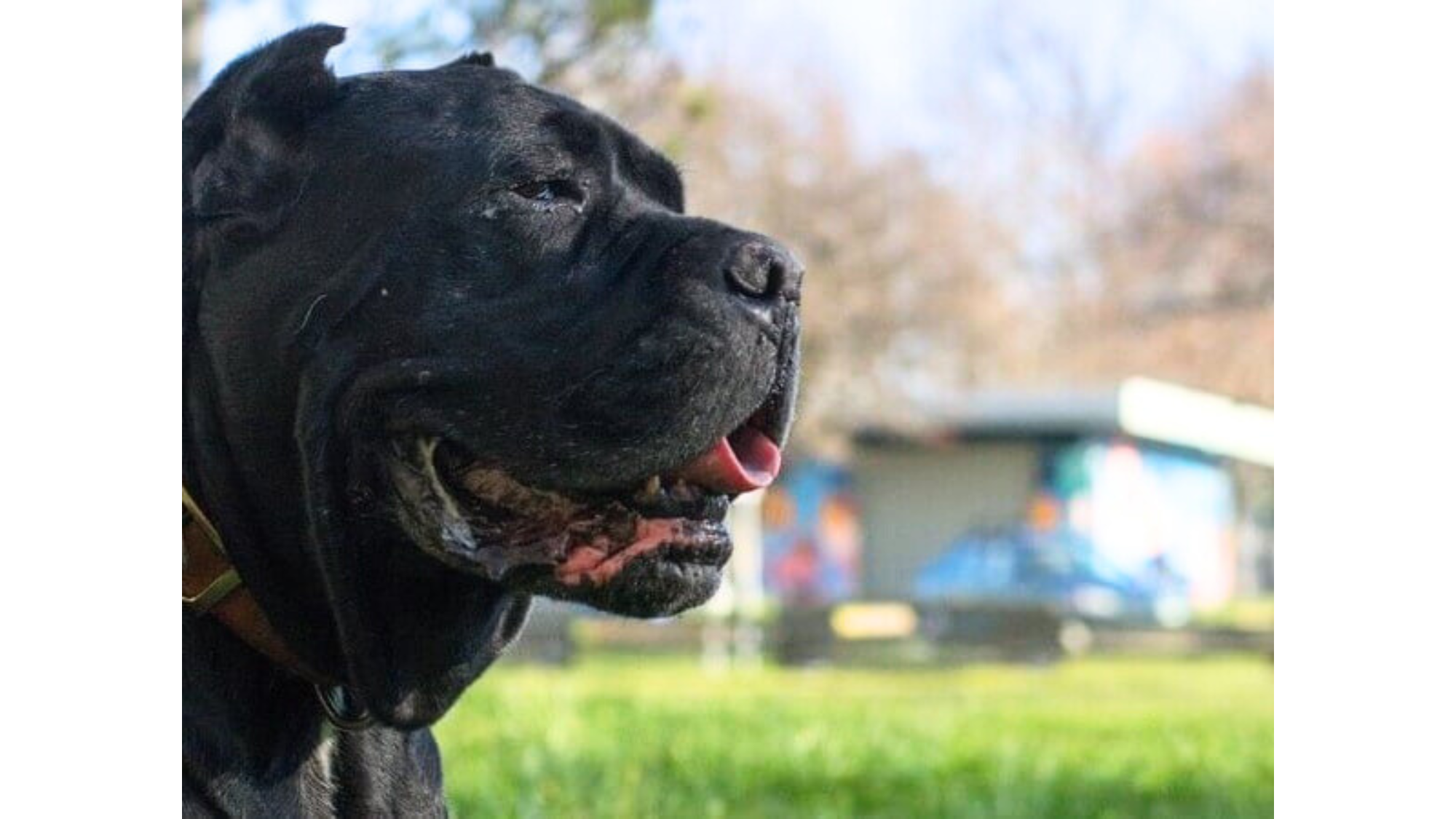 Bully and Cane Corso Mix: Powerful Hybrid - PawsitiveGears