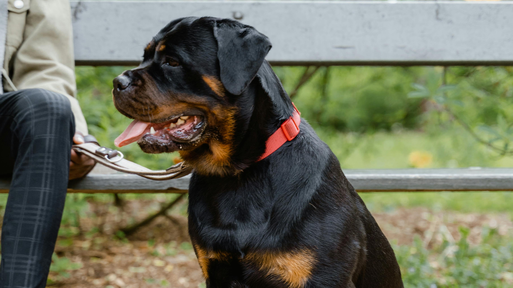Rottweiler vs Cane Corso: Comparison of Two Powerful Breeds