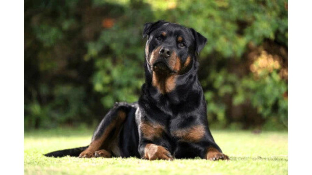 Male Rottweiler Weight Chart KG: Monthly Growth Rate