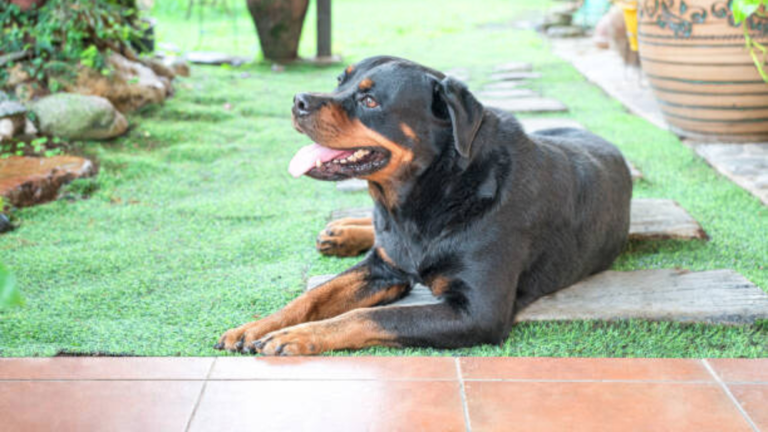 Male Rottweiler Weight Chart KG: Monthly Growth Rate