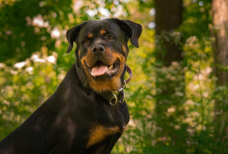 Rottweiler Growth Stages: Complete Guide from Puppy to Adult