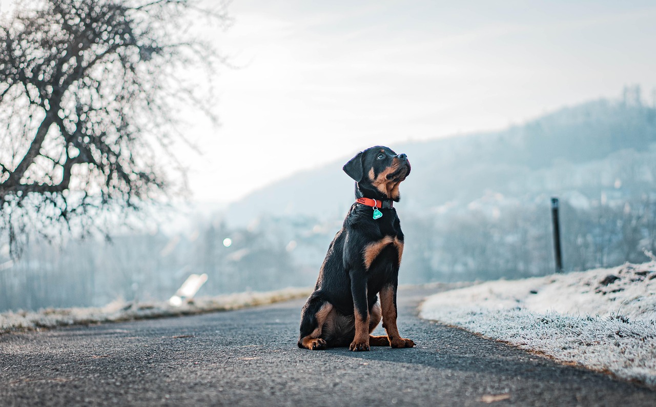 Rottweiler Size Chart: Different Sizes At Life Stages