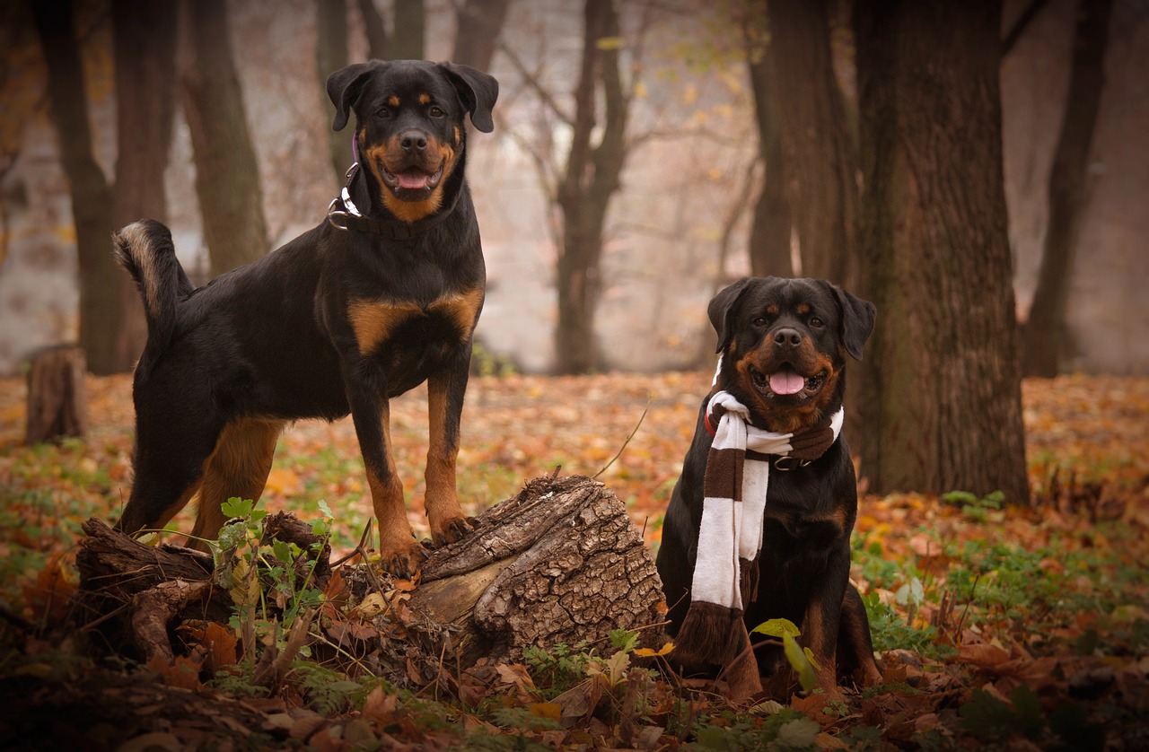 Rottweiler Size Chart: Different Sizes At Life Stages