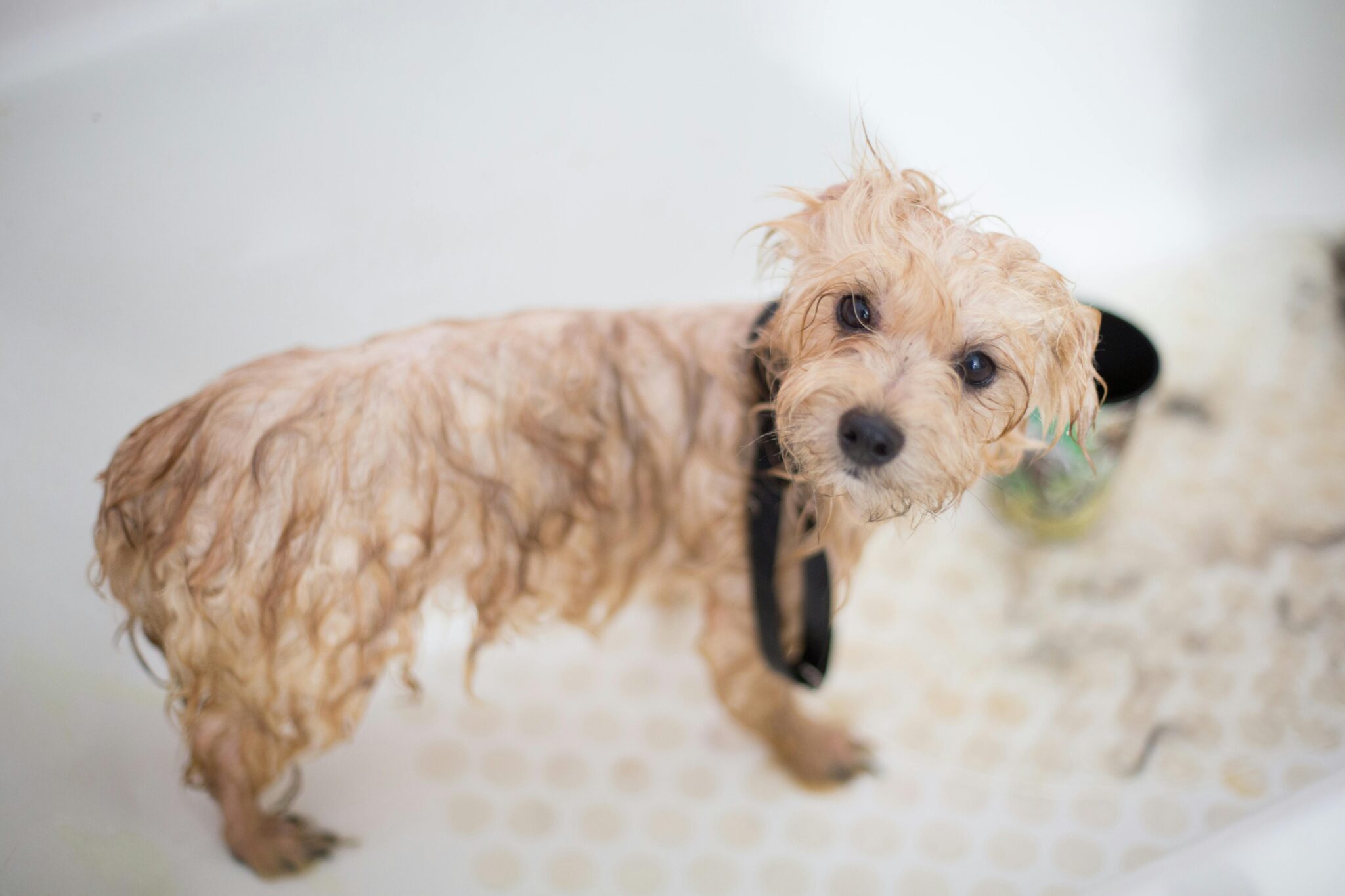 Dog Skin Tag vs Cancer: How To Know the Difference