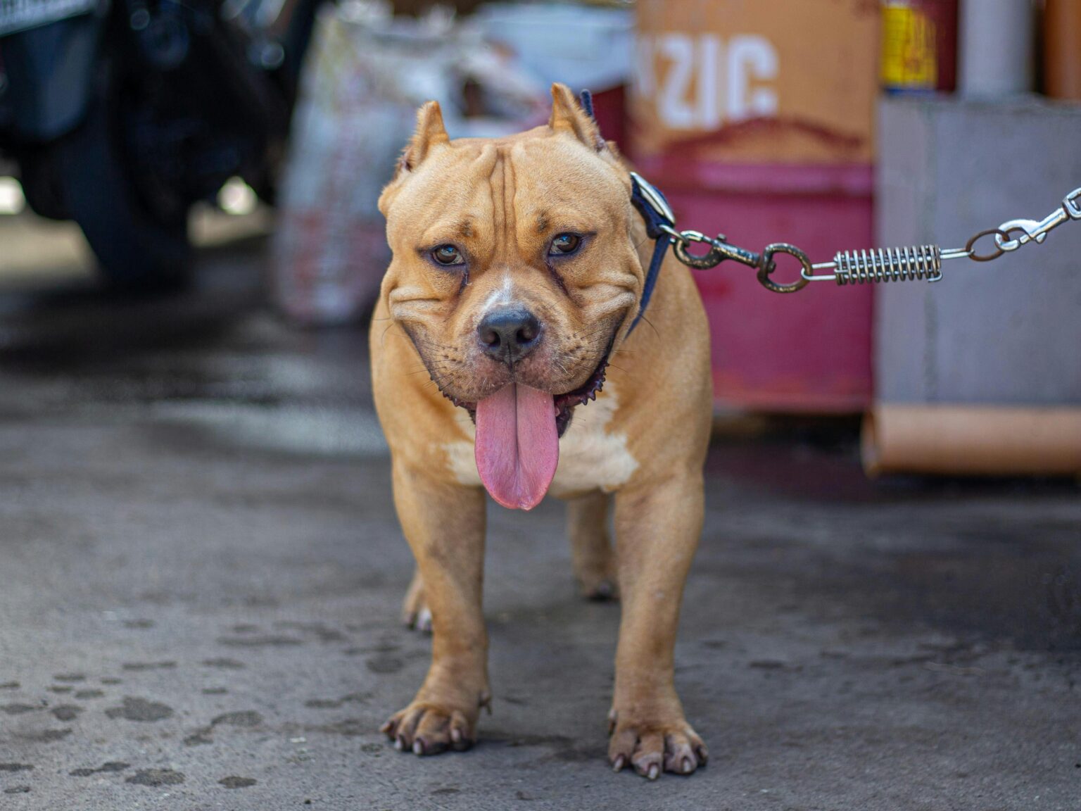 American Bully XL Size: Everything You Need to Know