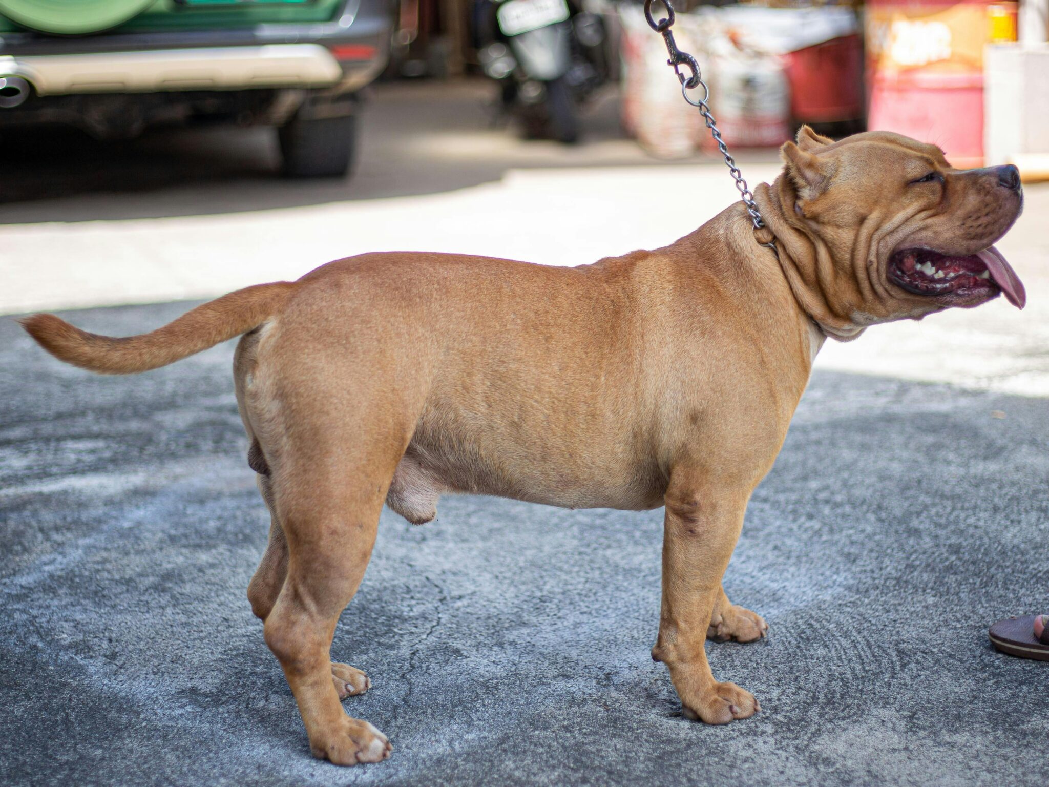 American Bully XL Size: Everything You Need to Know