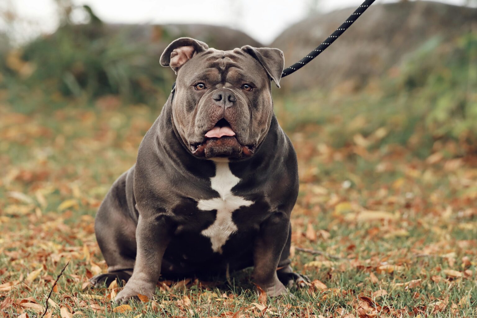 American Bully XL Size: Everything You Need to Know