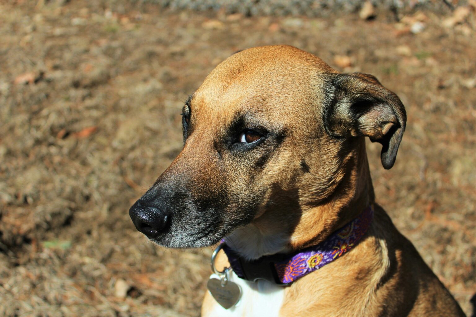 Dog Skin Tag vs Cancer: How To Know the Difference