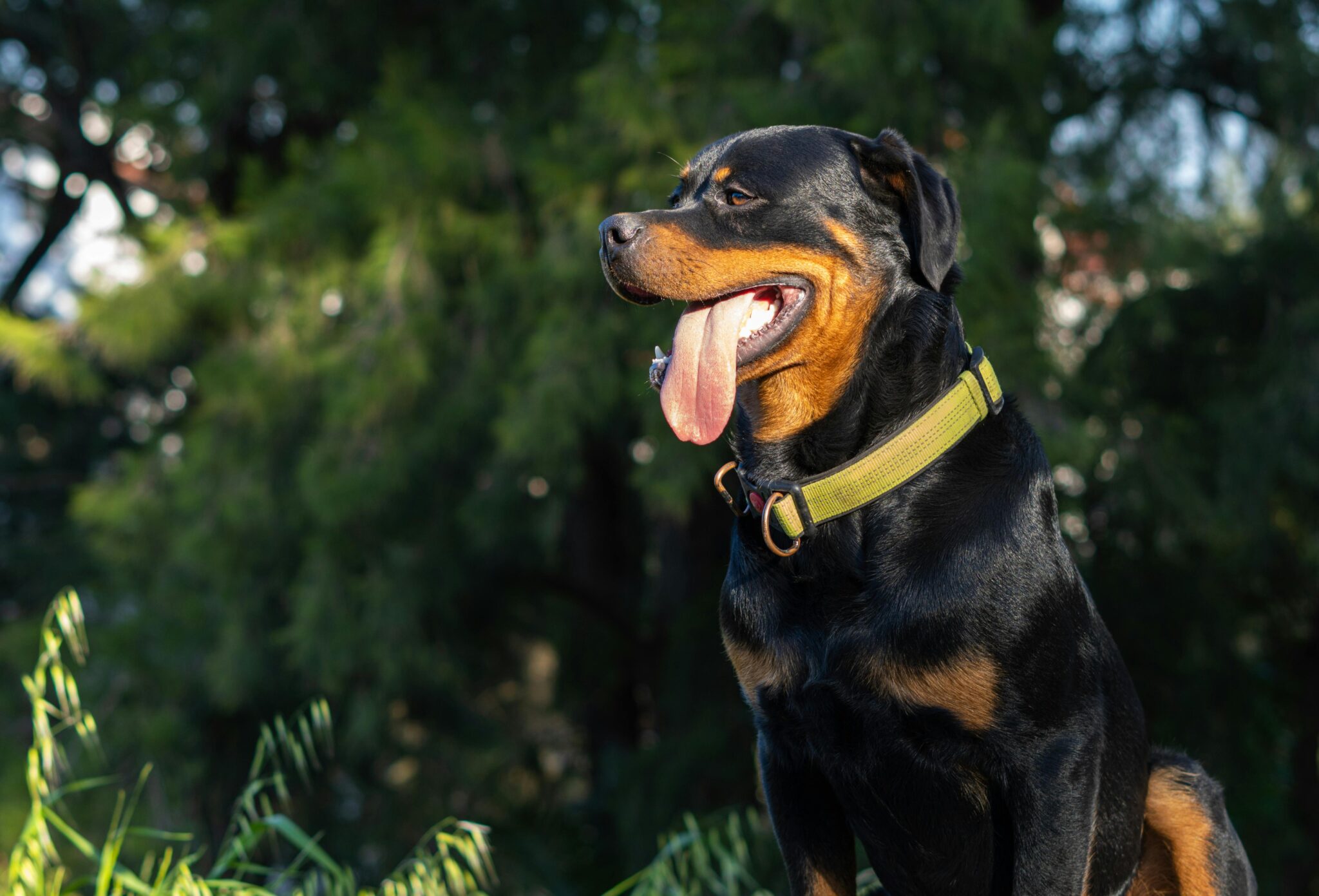 Rottweiler vs Cane Corso: Comparison of Two Powerful Breeds