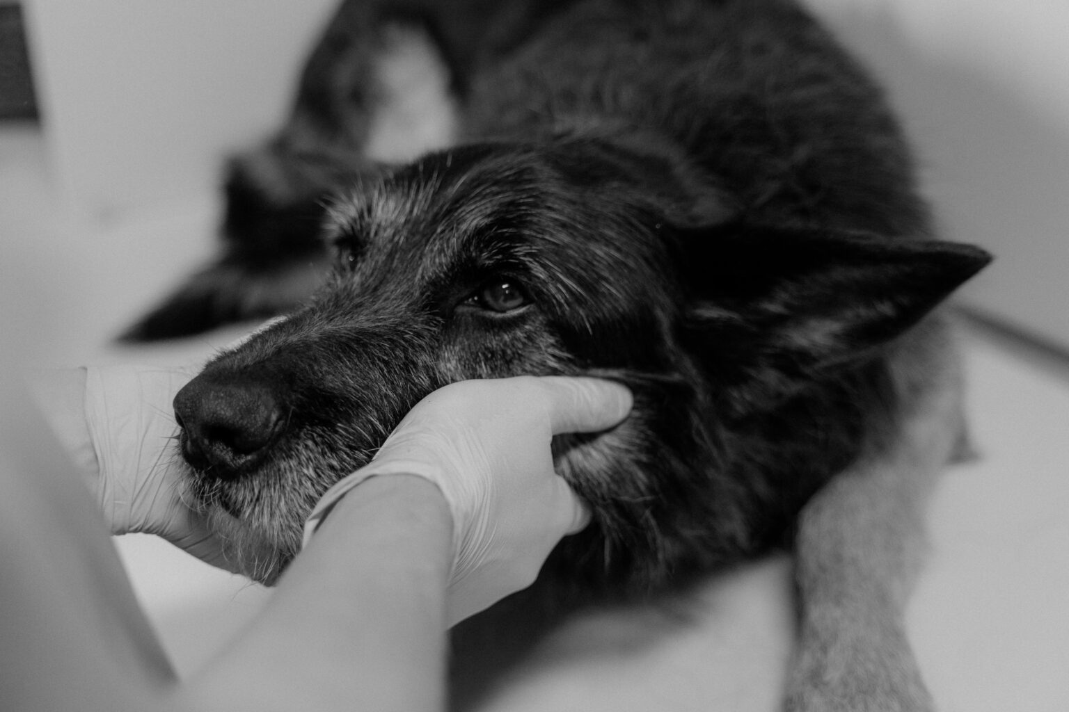 Dog Skin Tag vs Cancer: How To Know the Difference