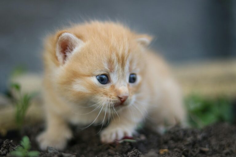 When Can Kittens Eat Dry Food Only? Complete Guide