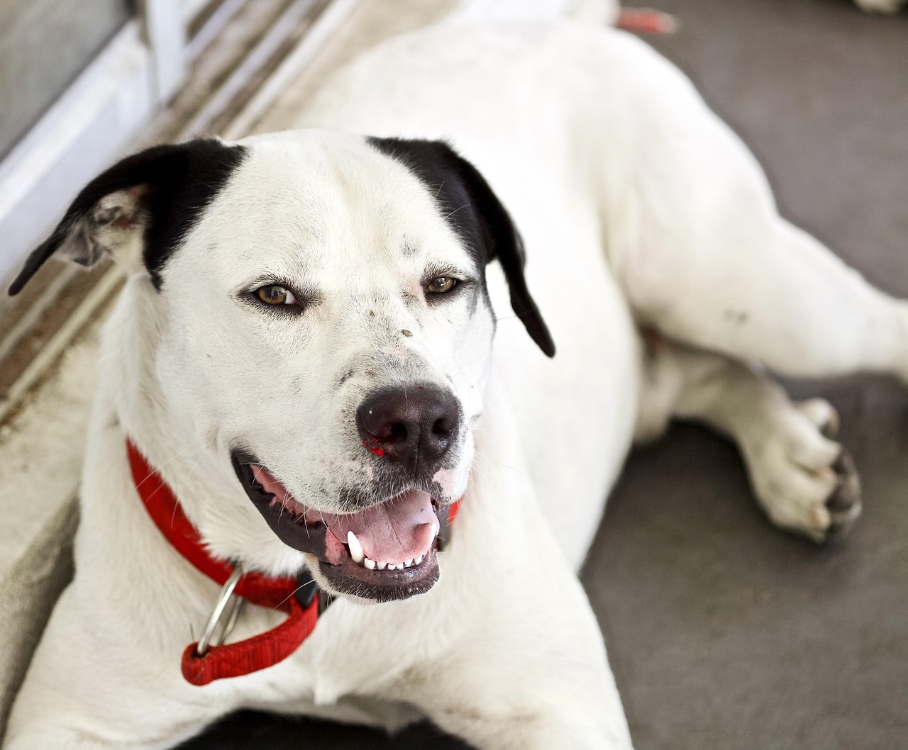 Pitbull Bite Force PSI: Myths, Facts & Scientific Insights