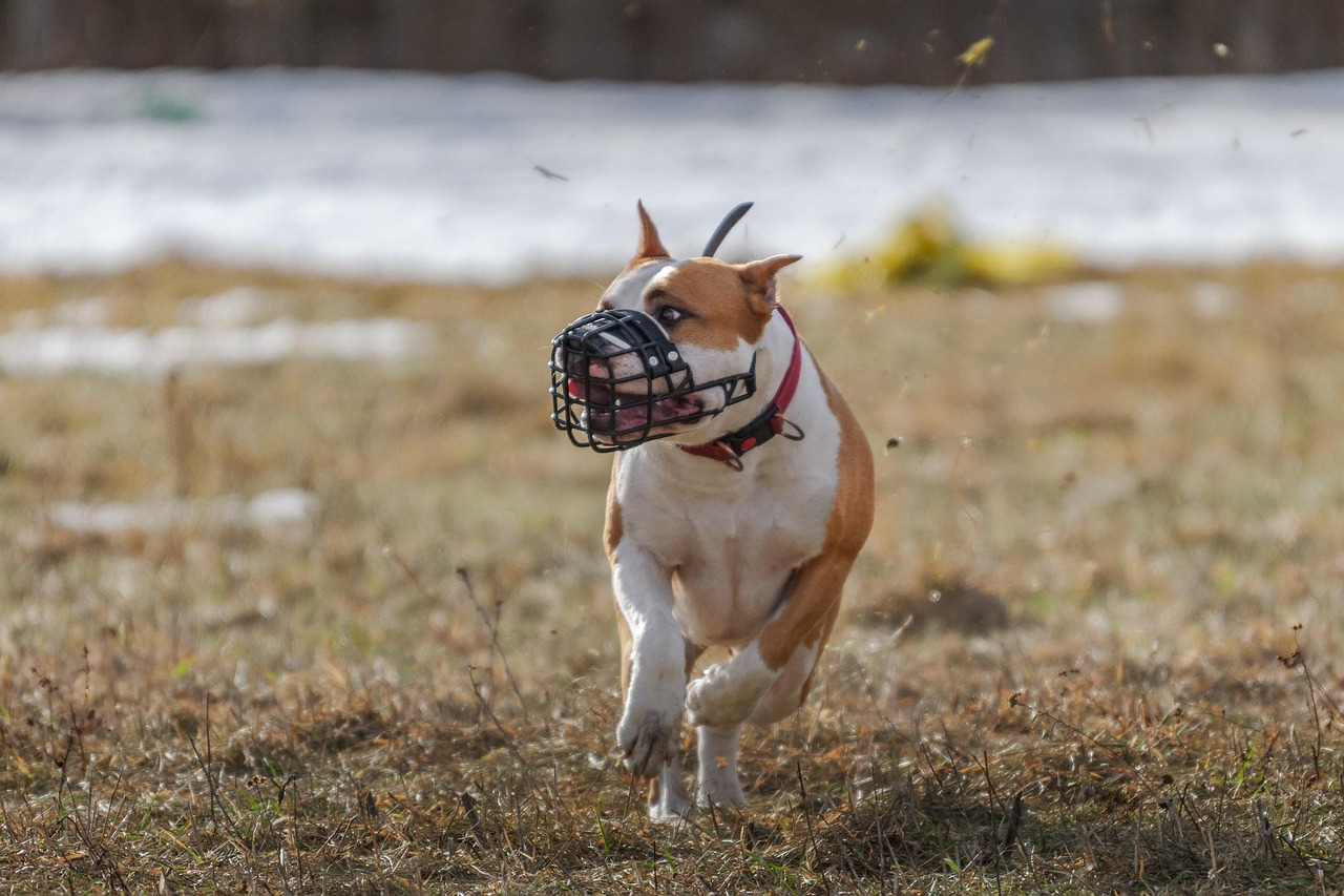 Pitbull Bite Force PSI: Myths, Facts & Scientific Insights