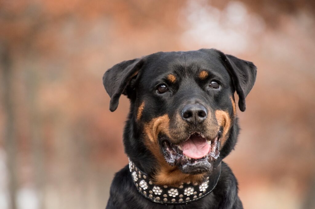 Rottweiler Growth Stages: Complete Guide from Puppy to Adult