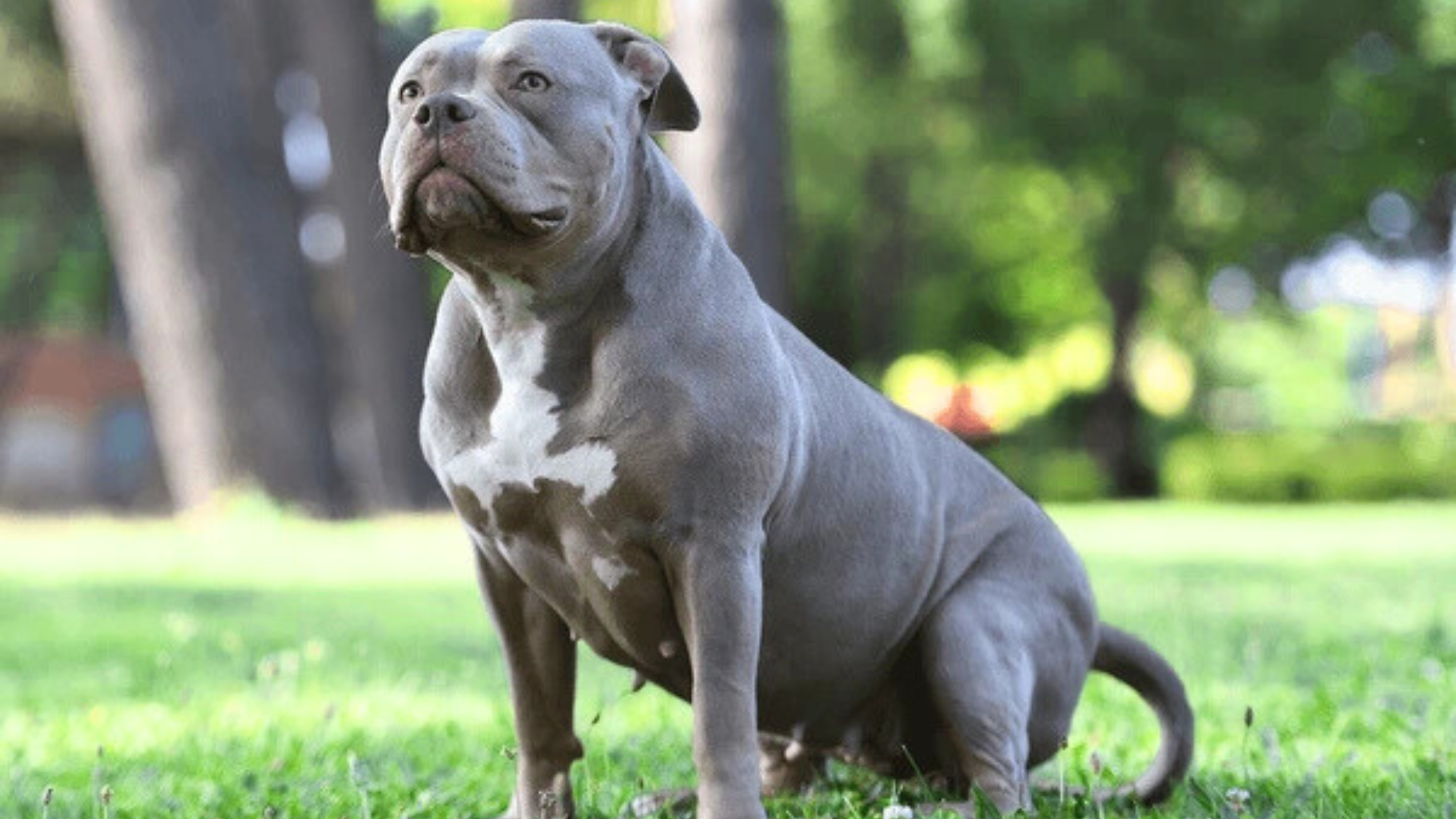 Pitbull vs Cane Corso: Comparison of Two Powerful Breeds