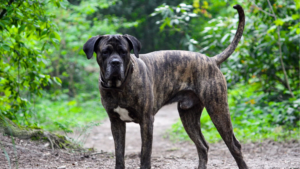 Cane Corso Size and Weight: 4 Growth Stages Discussed