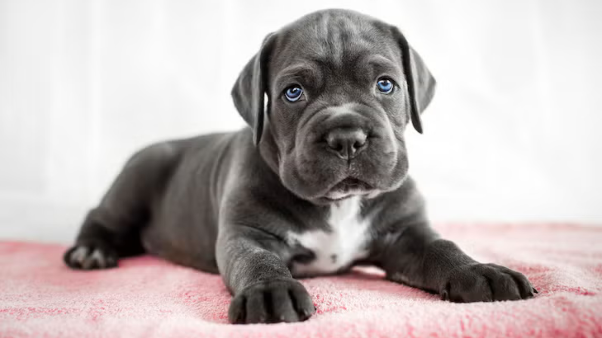 Cane Corso Size Comparison: Breakdown of This Breed's Build