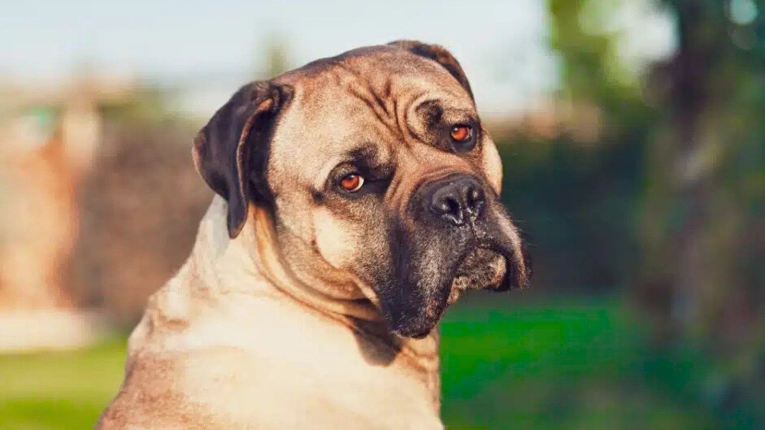 Cane Corso Size and Weight: 4 Growth Stages Discussed