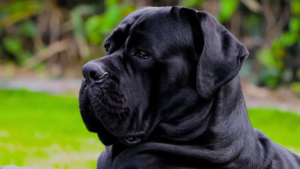 Cane Corso Size and Weight: 4 Growth Stages Discussed