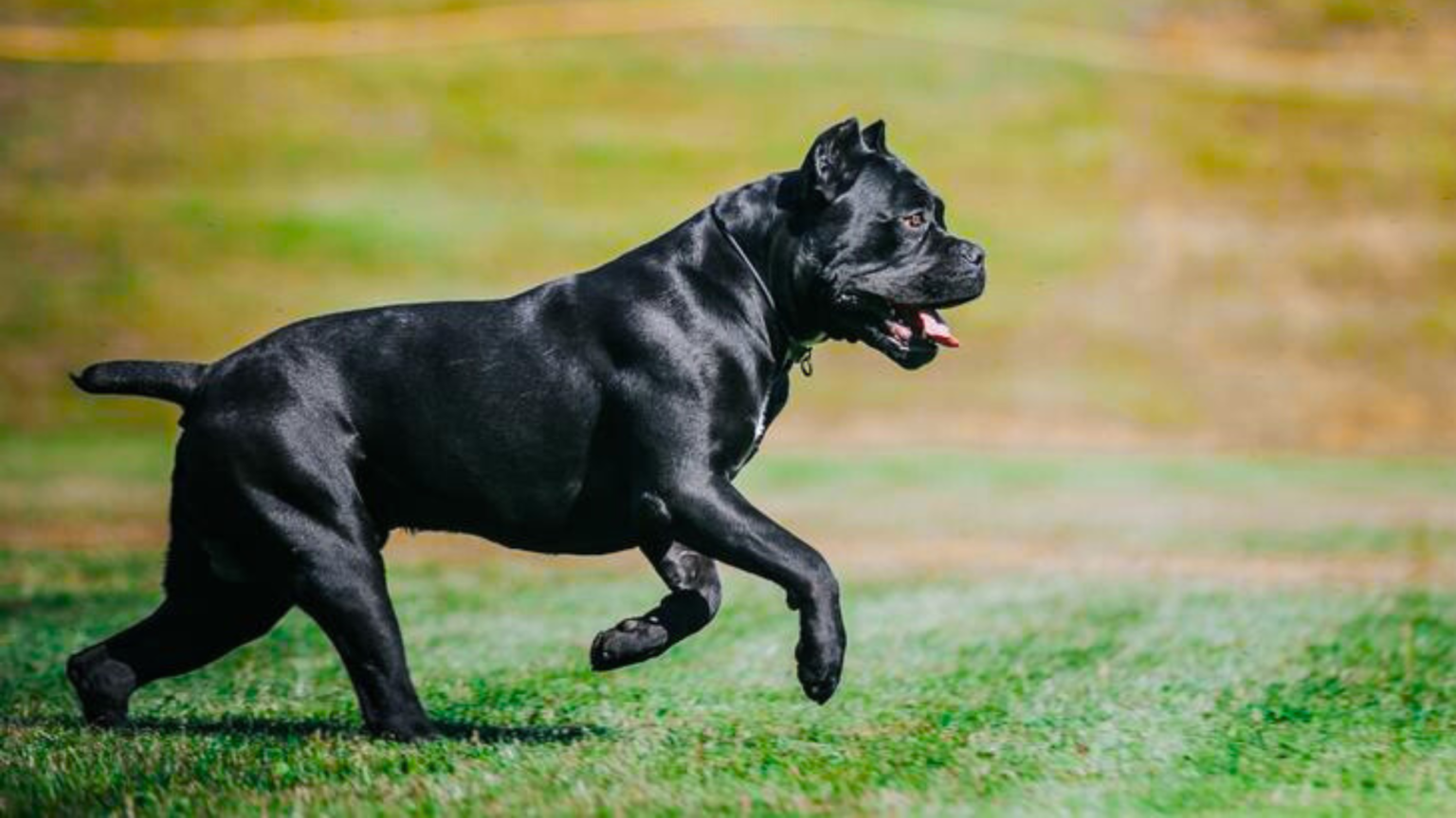 Cane Corso Size and Weight: 4 Growth Stages Discussed