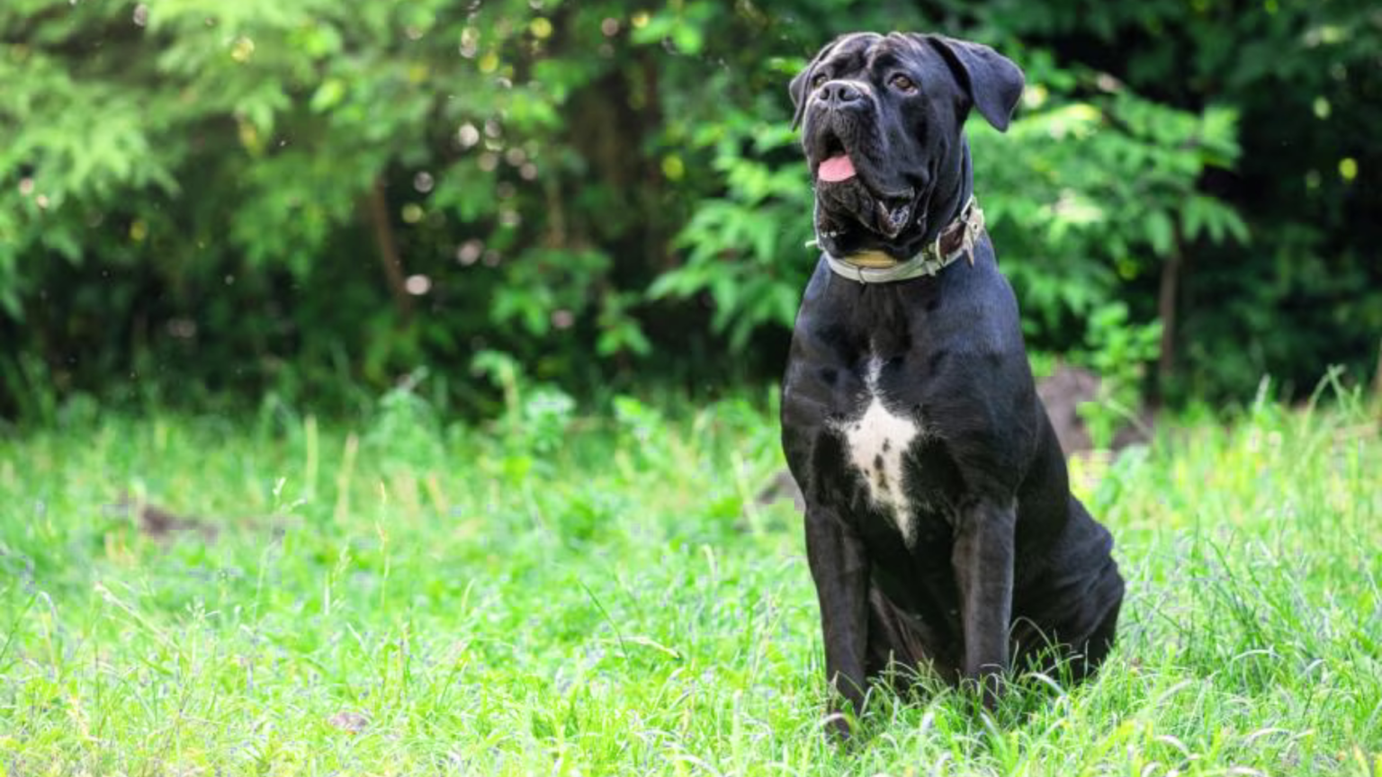 Pitbull vs Cane Corso: Comparison of Two Powerful Breeds