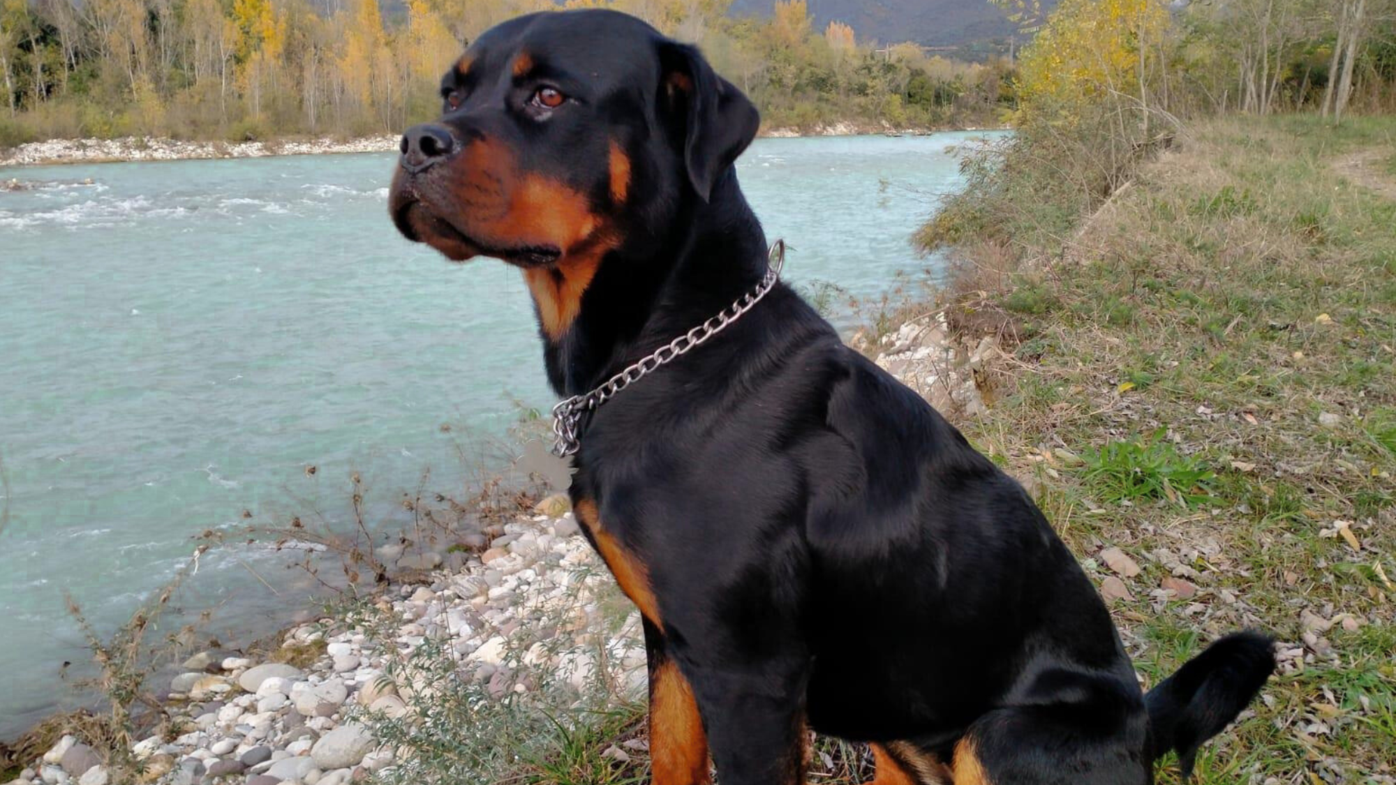 Female Rottweiler Weight Chart KG: Monthly Growth Rate