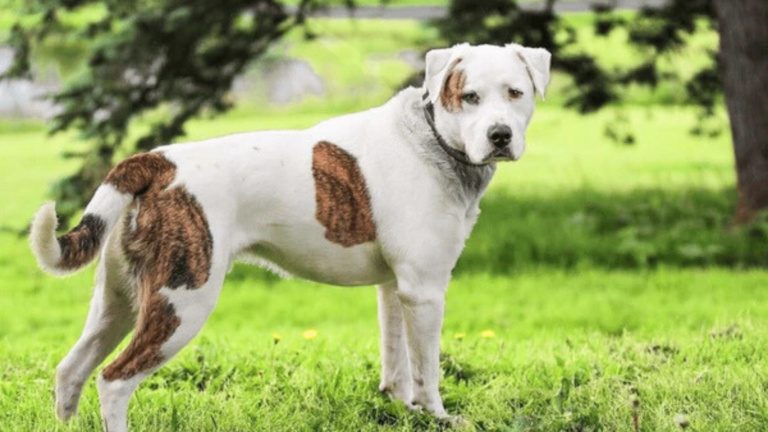 What Two Dogs Make XL Bully?
