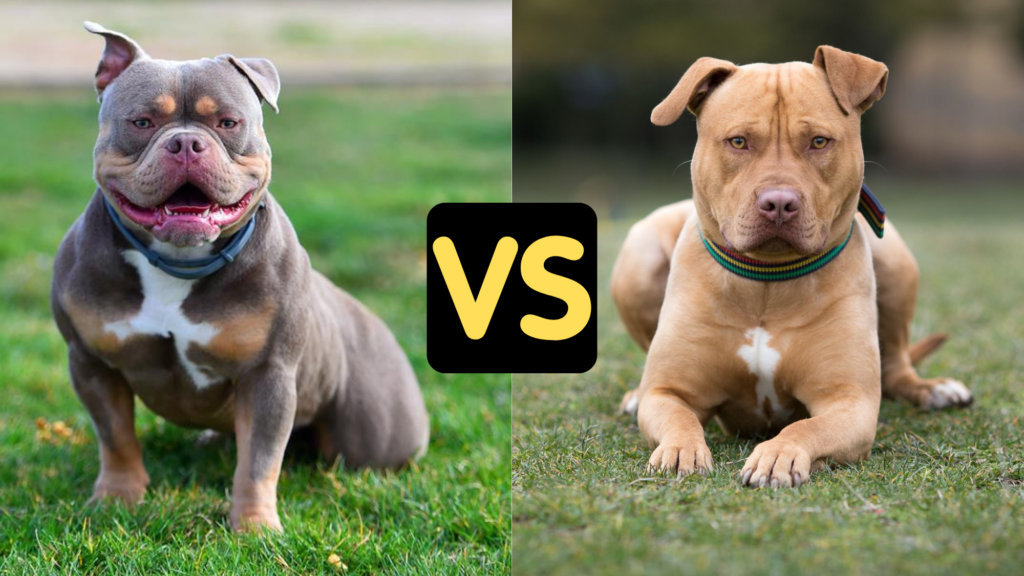 American Bully Dog vs Pit Bull: 101 Comparison Guide