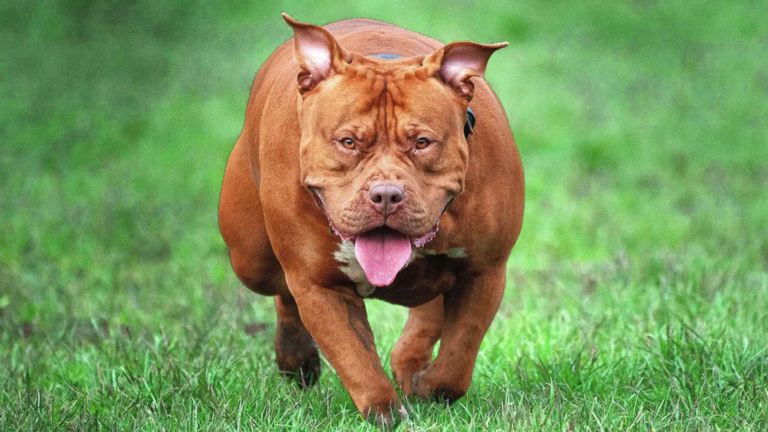 List of Banned Dog Breeds UK (2025 Update): Law & Its Impact