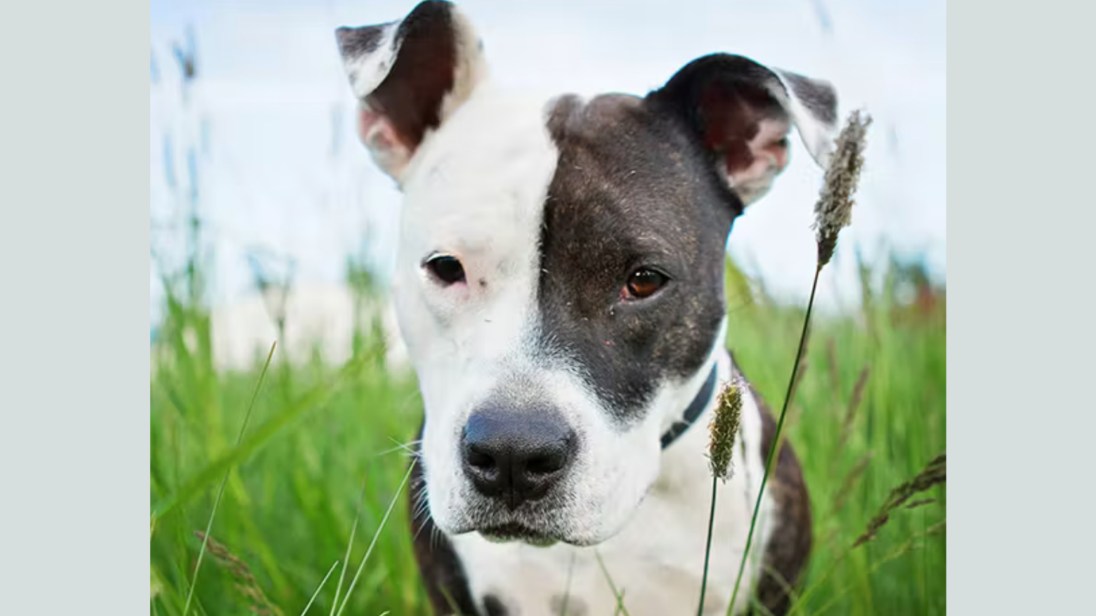 XL Bullies vs Pitbull: 101 Comparison Guide