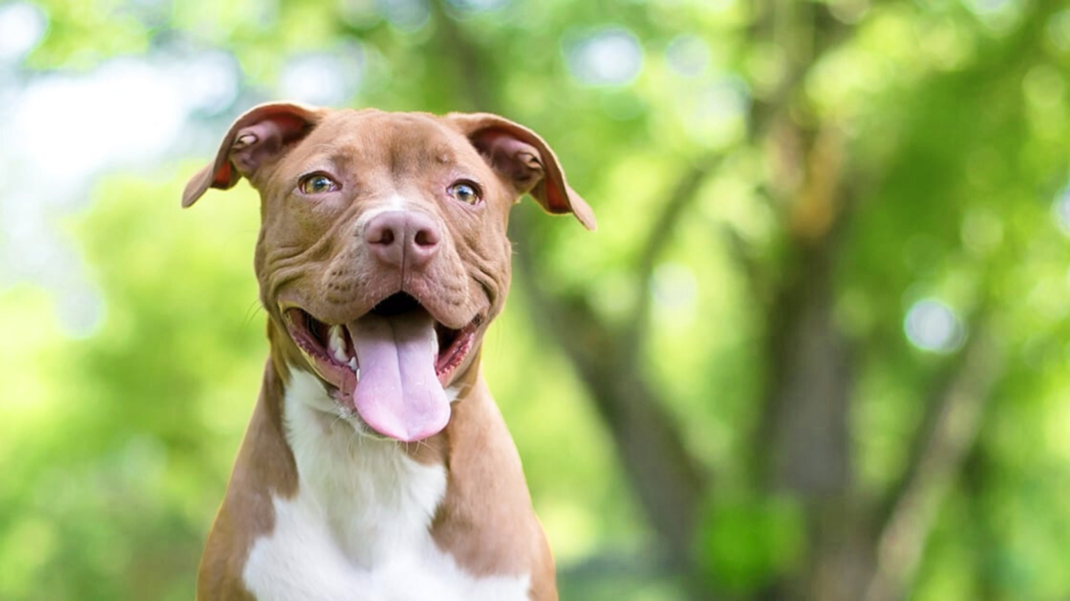 XL Bullies vs Pitbull: 101 Comparison Guide