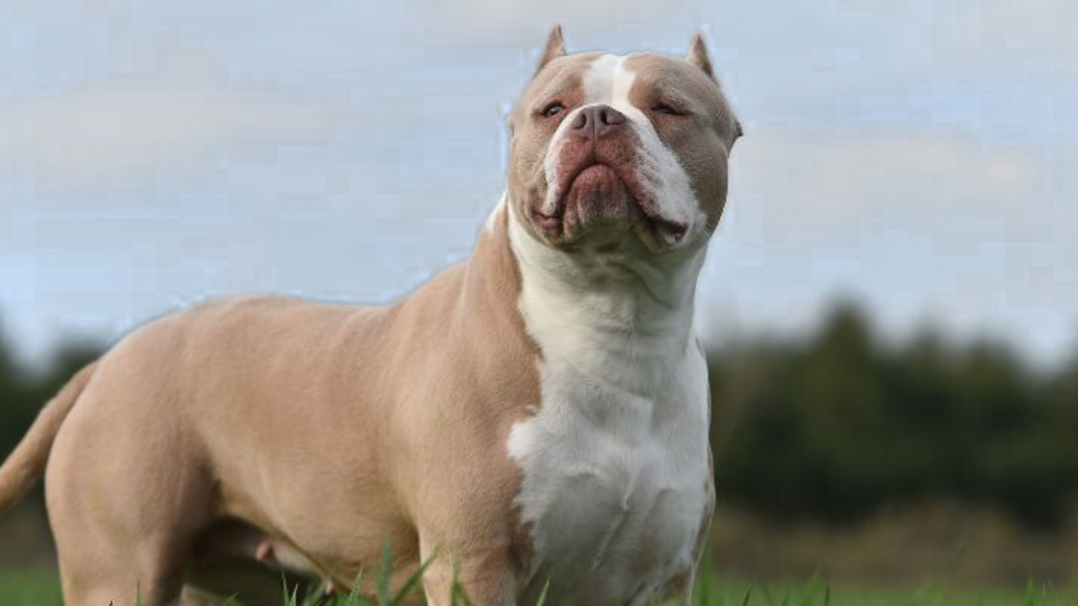 XL Bullies vs Pitbull: 101 Comparison Guide