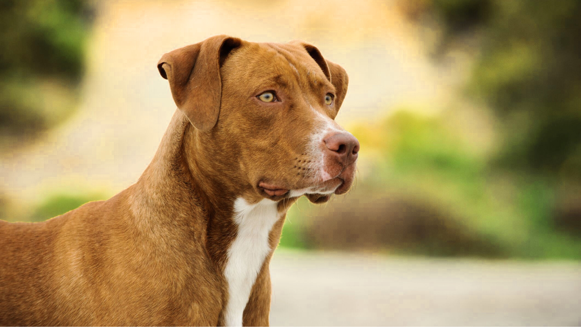 XL Bullies vs Pitbull: 101 Comparison Guide