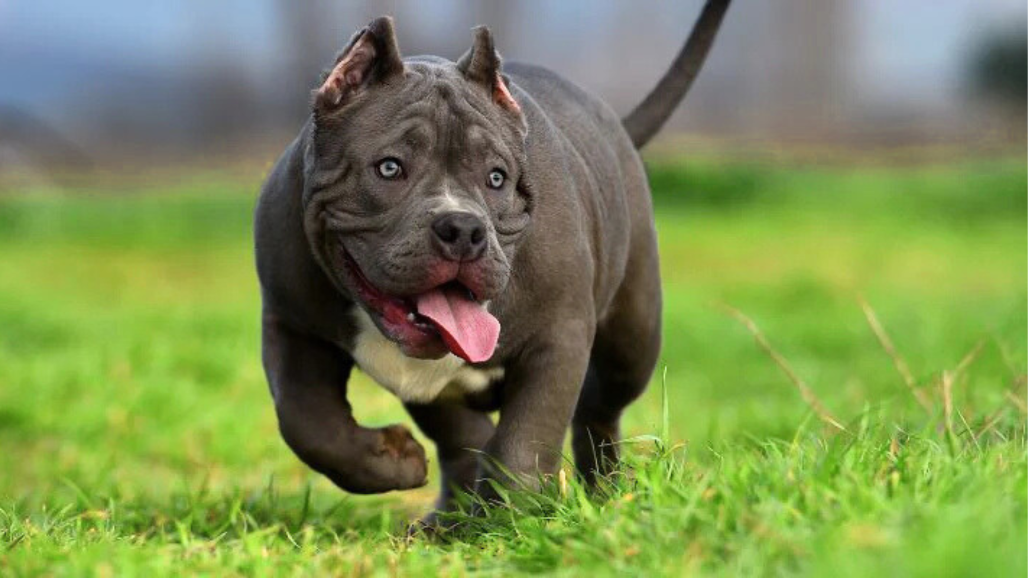 Are XL Bullies Banned in America | Laws , Bans & BSL