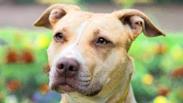 15 Most Illegal Dog Breeds in the World: Banned Dogs Guide