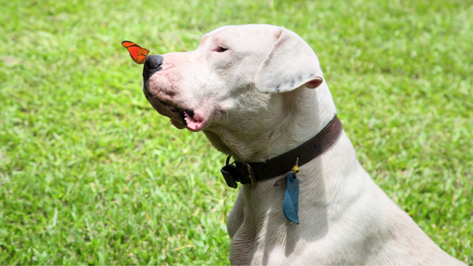 15 Most Illegal Dog Breeds in the World: Banned Dogs Guide