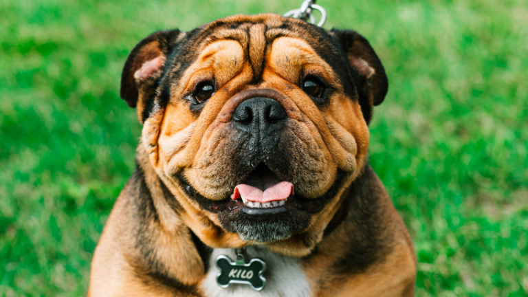 Pitbull vs Bulldog: 6 Features You Need to Compare